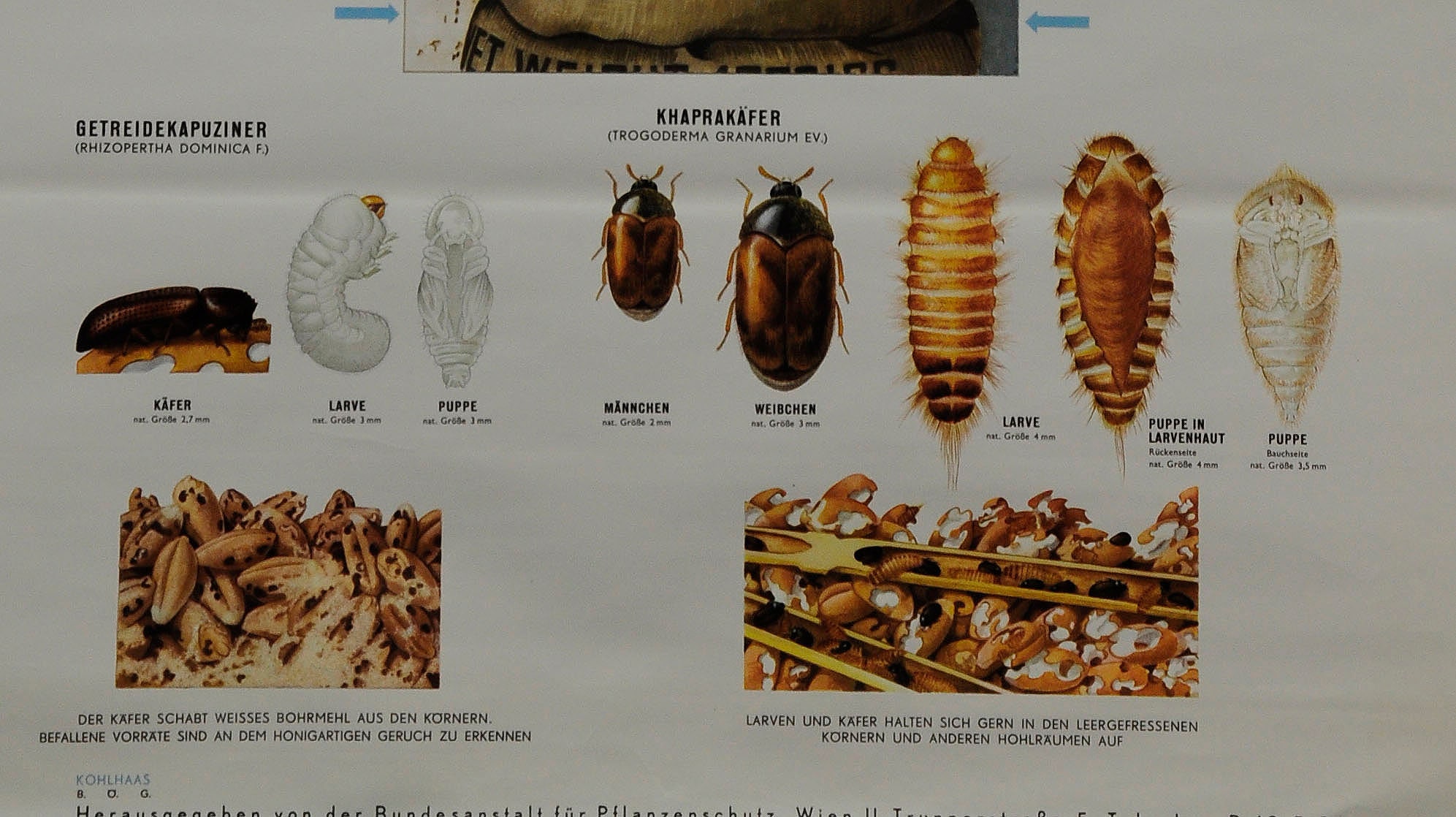 Vintage Poster Rollable Wall Chart Adverse Noxious Bugs Pests Grain ...