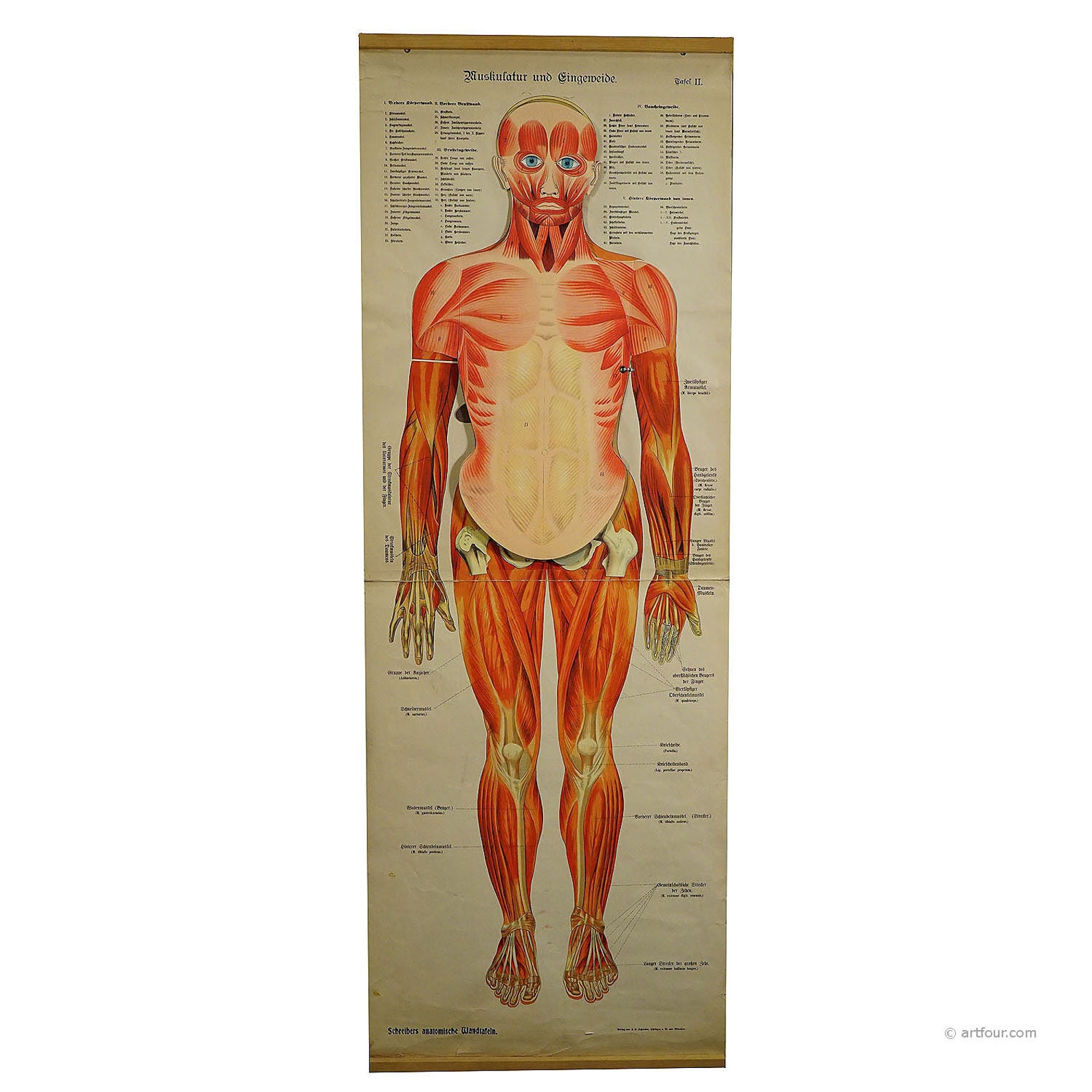 Antique Foldable Anatomical Wall Chart Depicting Human Musculature - Etsy