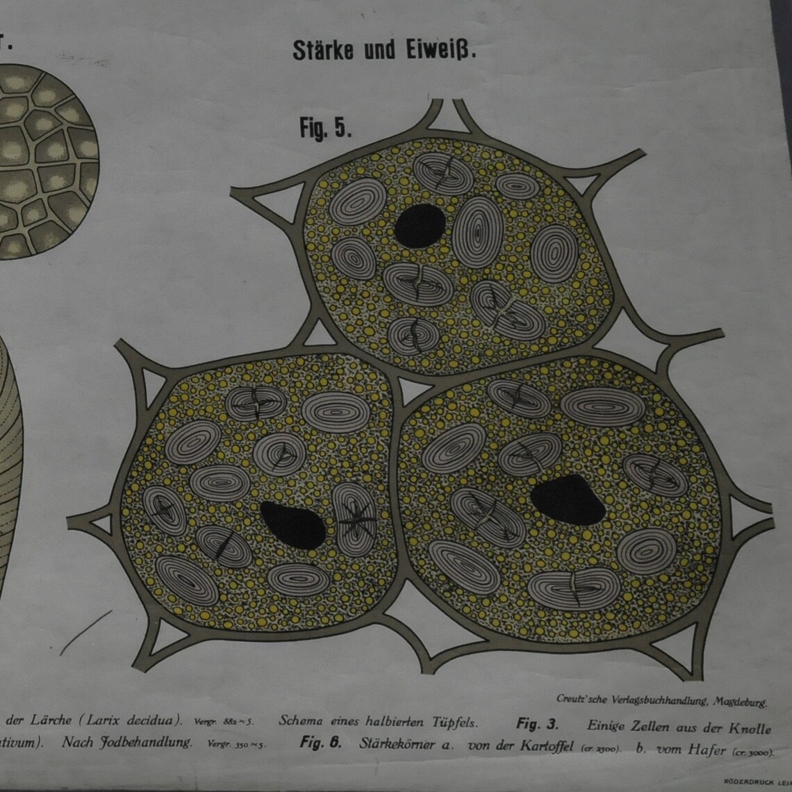 Old Teaching Chart Components of a Cell Cell Products Science - Etsy