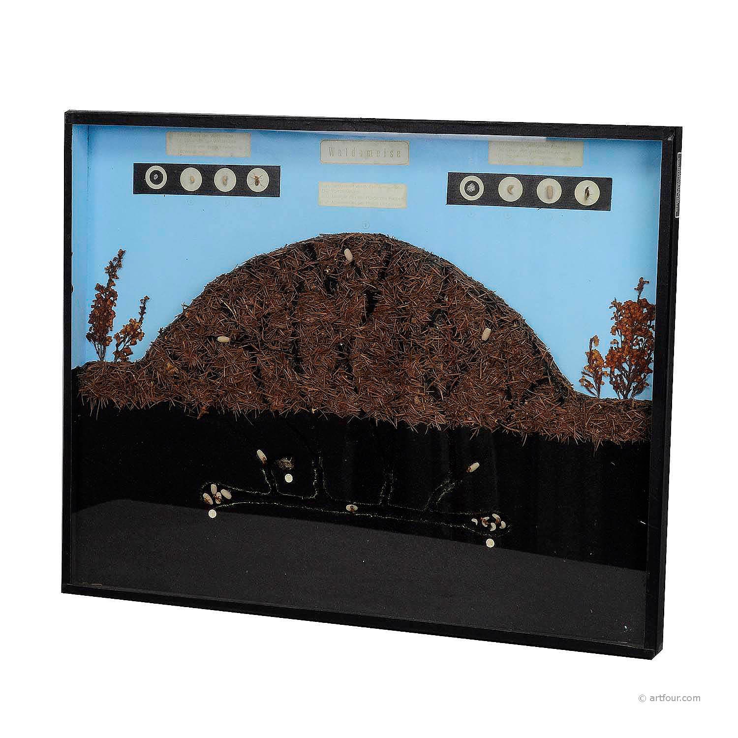 School Teaching Display Anthill of the Horse Ant - Etsy