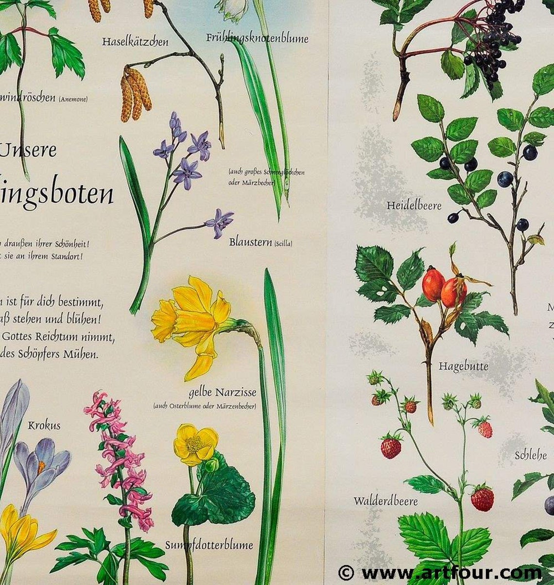 Vintage Botanical Rollable Wall Chart Herald of Spring Wild Fruits With ...
