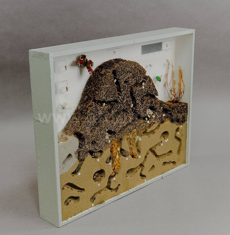 School Teaching Display Anthill of the Red Wood Ant - Etsy