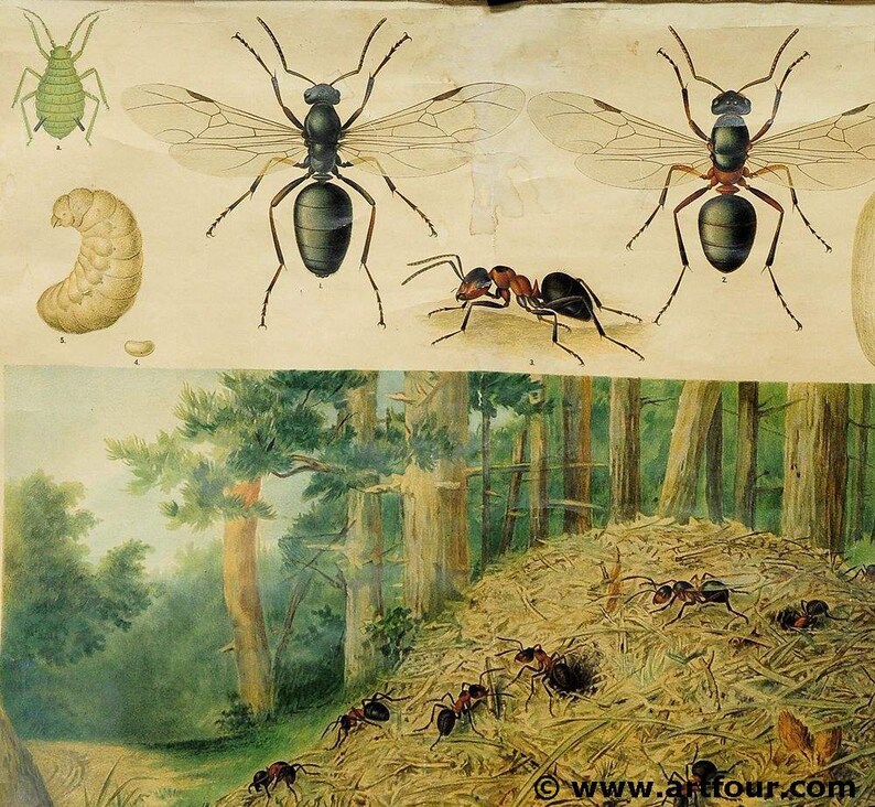 Antique Pull-down Wall Chart Illustration of an Anthill With Its ...