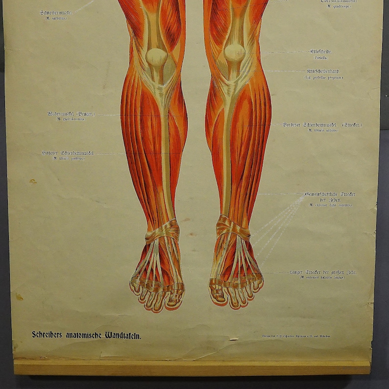 Antique Foldable Anatomical Wall Chart Depicting Human Musculature - Etsy