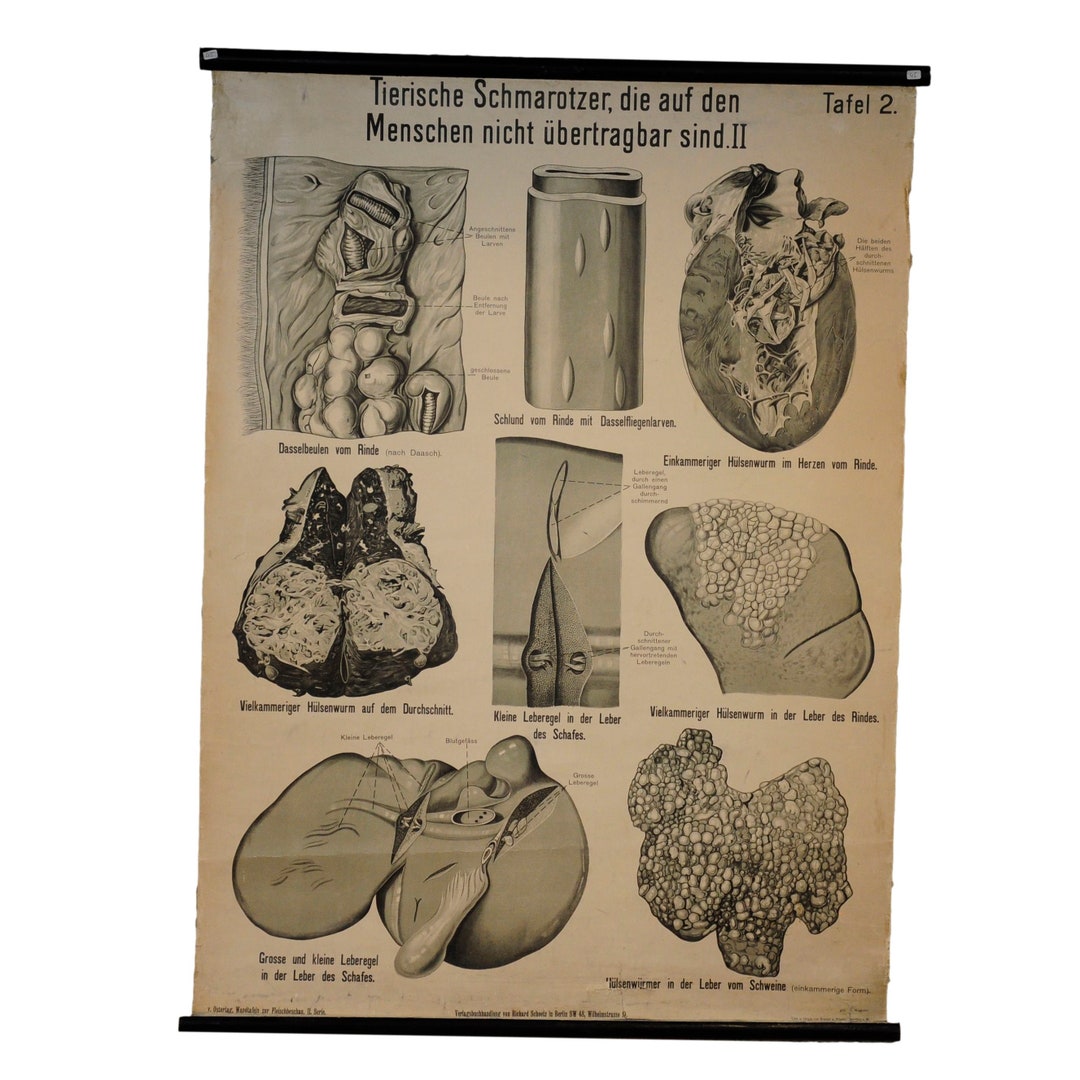 Old Rollable Wall Chart Parasite Warble Botfly Liver Fluke Dog Tapeworm ...