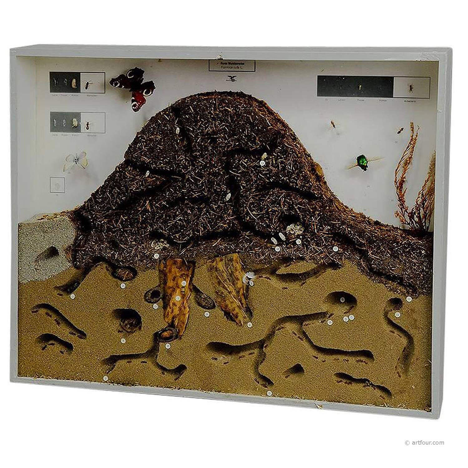 School Teaching Display Anthill of the Red Wood Ant - Etsy