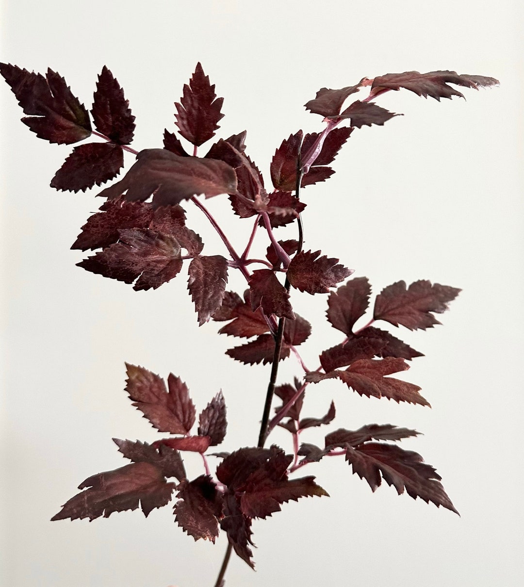 Faux Plum Cimicifuga Ramosa Leaf Spray Bundles Small Size - 19.5" - Etsy
