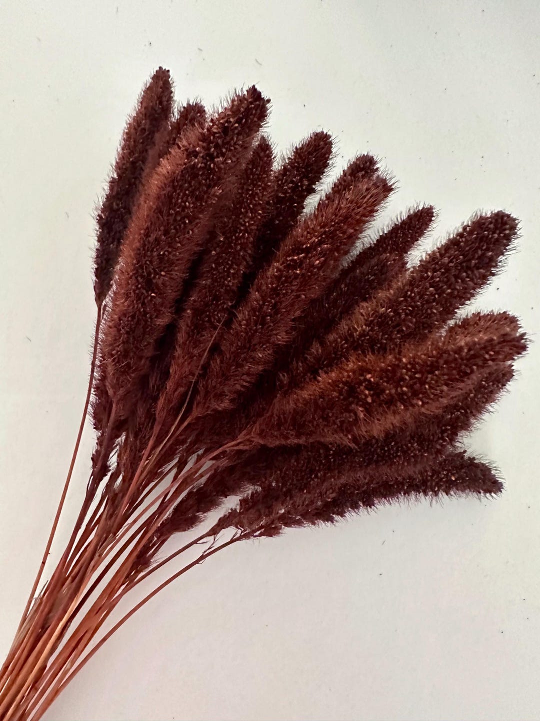 Preserved / Dried Setaria Grass (foxtail) Brown / Red / Burgundy - Etsy