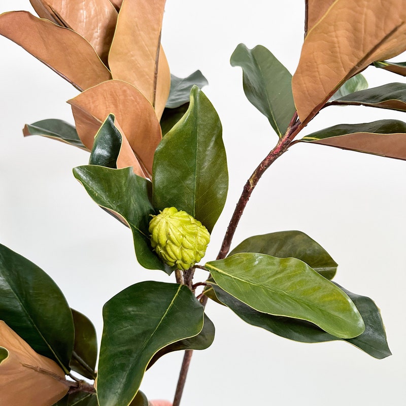 Magnolia Tree Pods - Etsy