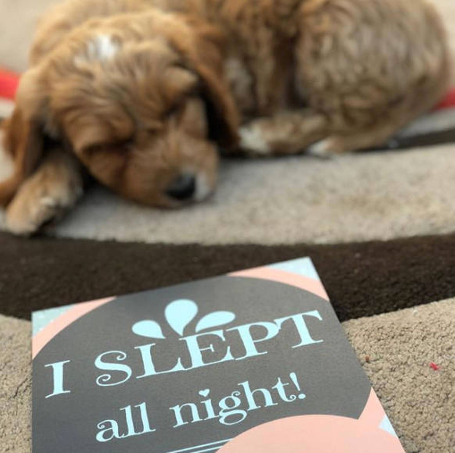 PUPPY MILESTONE CARDS (20)- Digital Download (self Printing) - Etsy