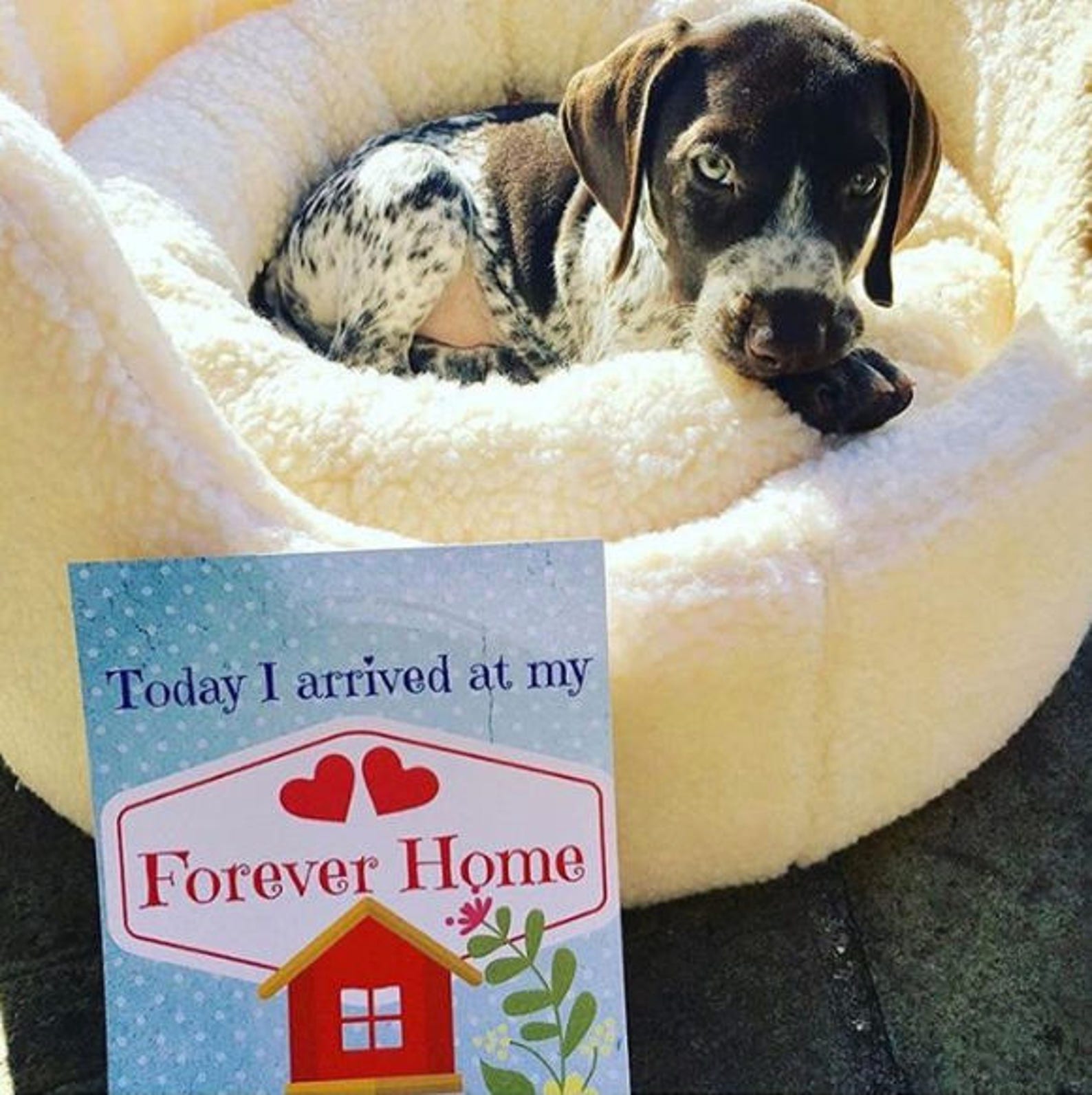 PUPPY MILESTONE CARDS (20)- Digital Download (self Printing) - Etsy