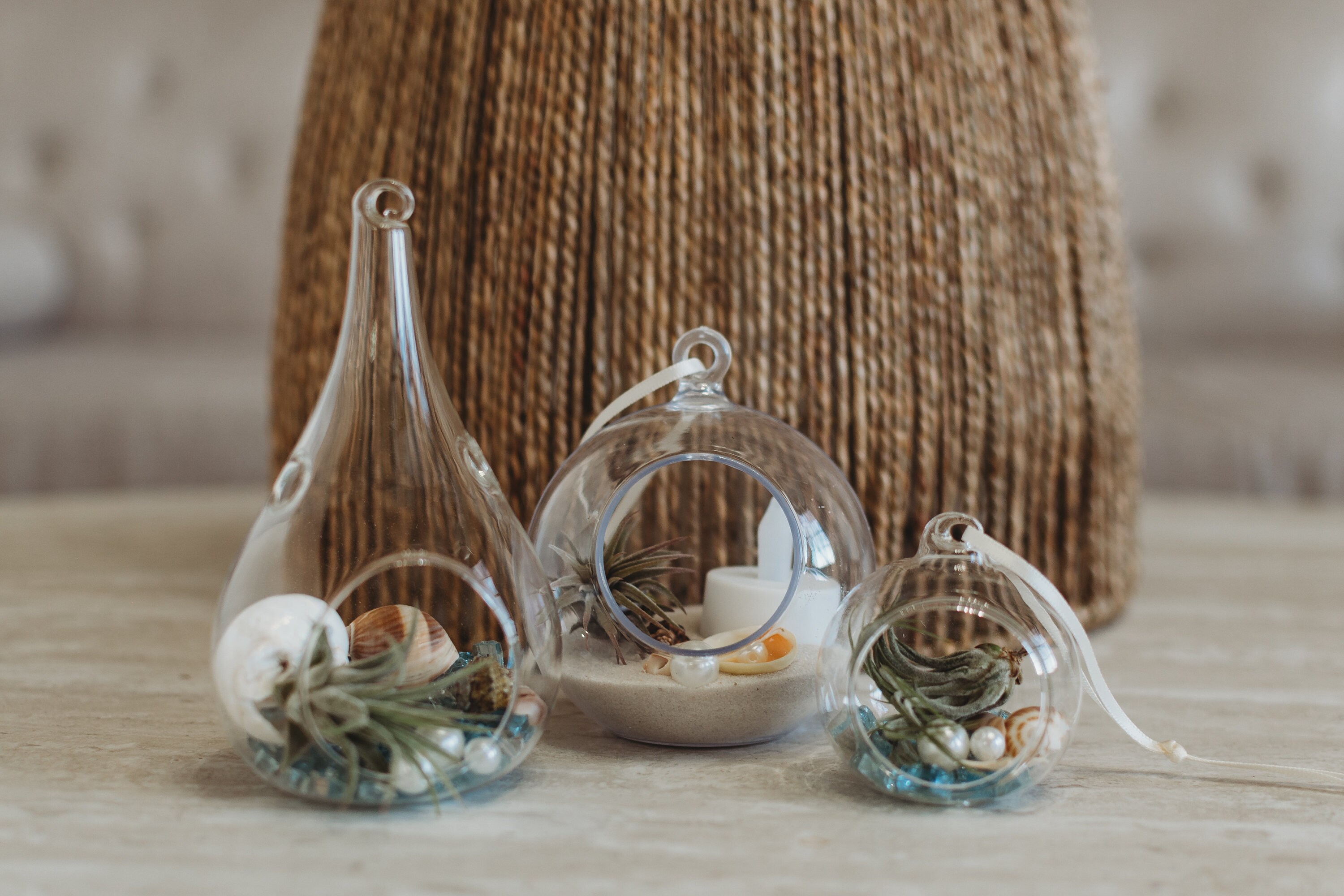 DIY Lake Michigan Air Plant Terrarium Kit: Build Your Own Beach Home ...