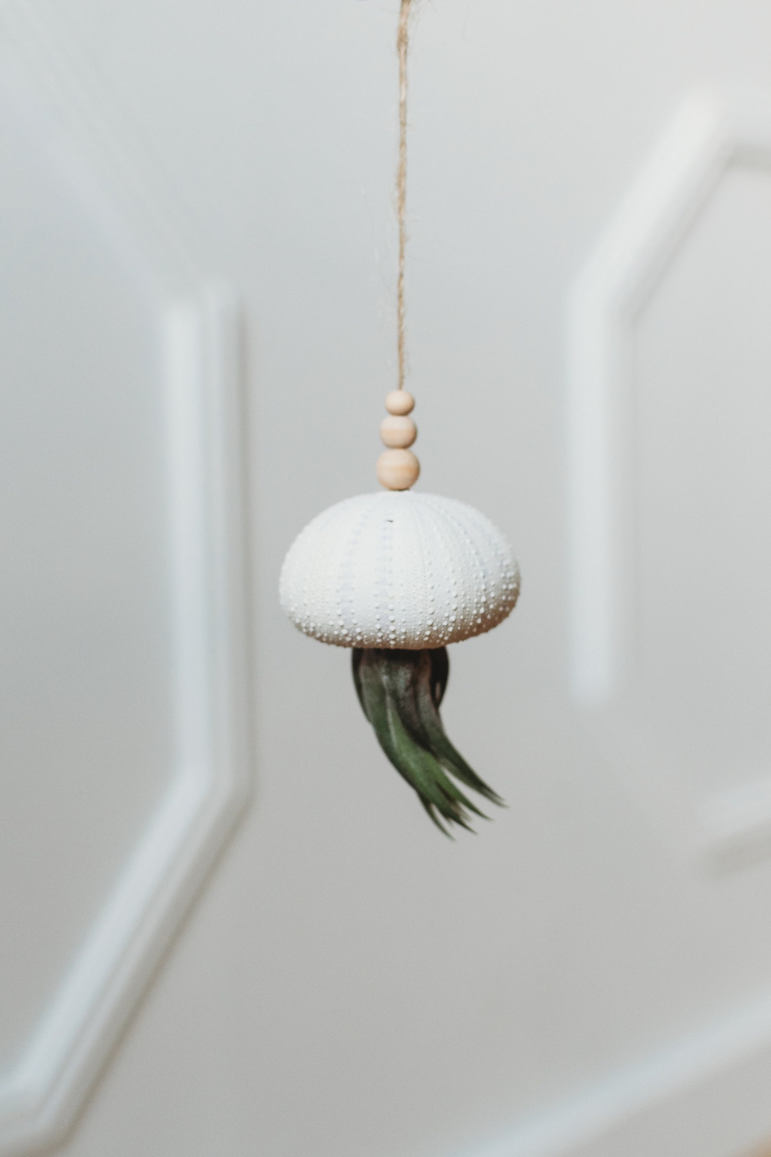 Hanging Urchin Shell With Air Plant | Jellyfish Air Plant | Floating ...