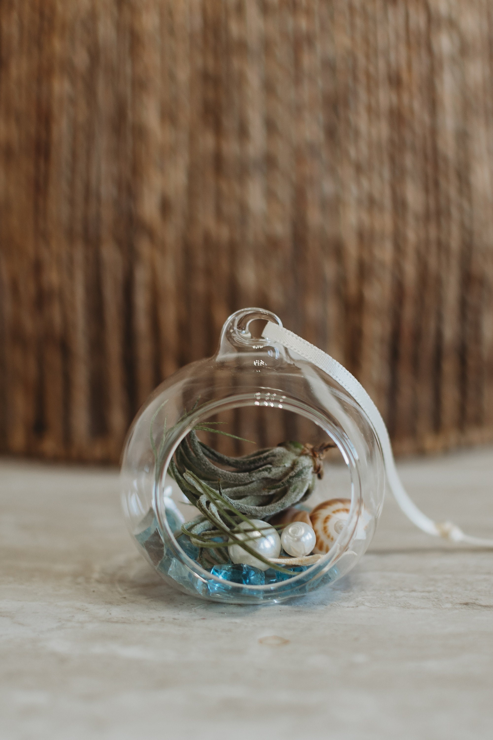 DIY Lake Michigan Air Plant Terrarium Kit: Build Your Own Beach Home ...