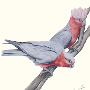 Galah Pair Art Portrait Orientation - Drawing of Two Fun Australian ...