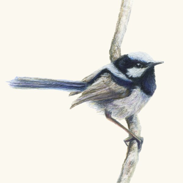 Blue Wren - Etsy Australia