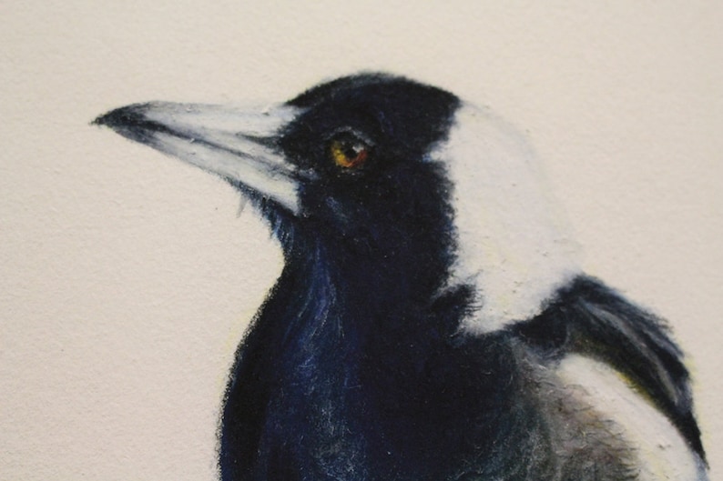 Fluffy Magpie Wall Art. Australian Magpie art print. Magpie | Etsy
