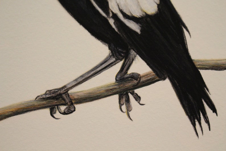 Magpie Wall Art. Australian Magpie Drawing Print. Collingwood - Etsy