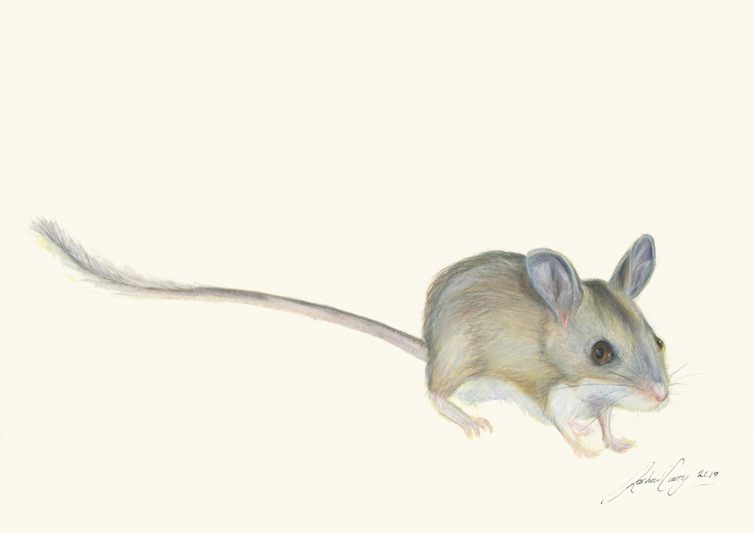 Spinifex Hopping Mouse. Australian Native Animal. Australian Wildlife ...