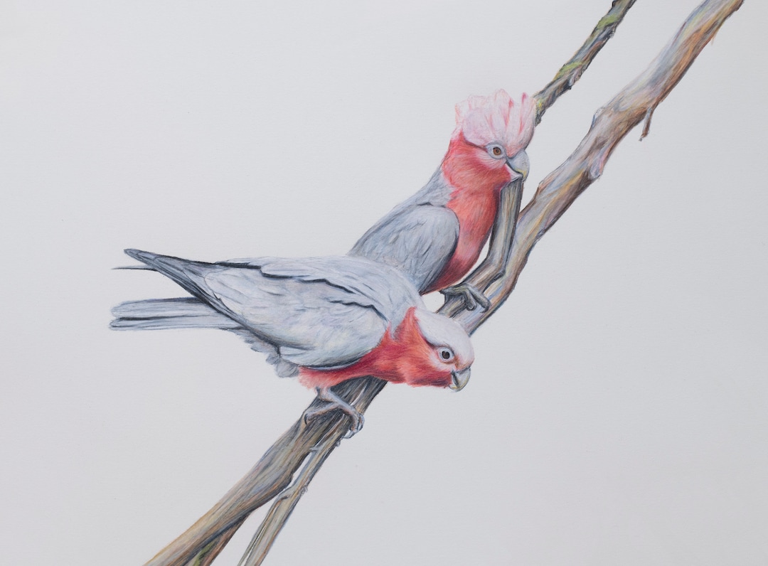 Australian Galah Art. Galah Bird Art Drawing Fine Art Print. Christmas ...