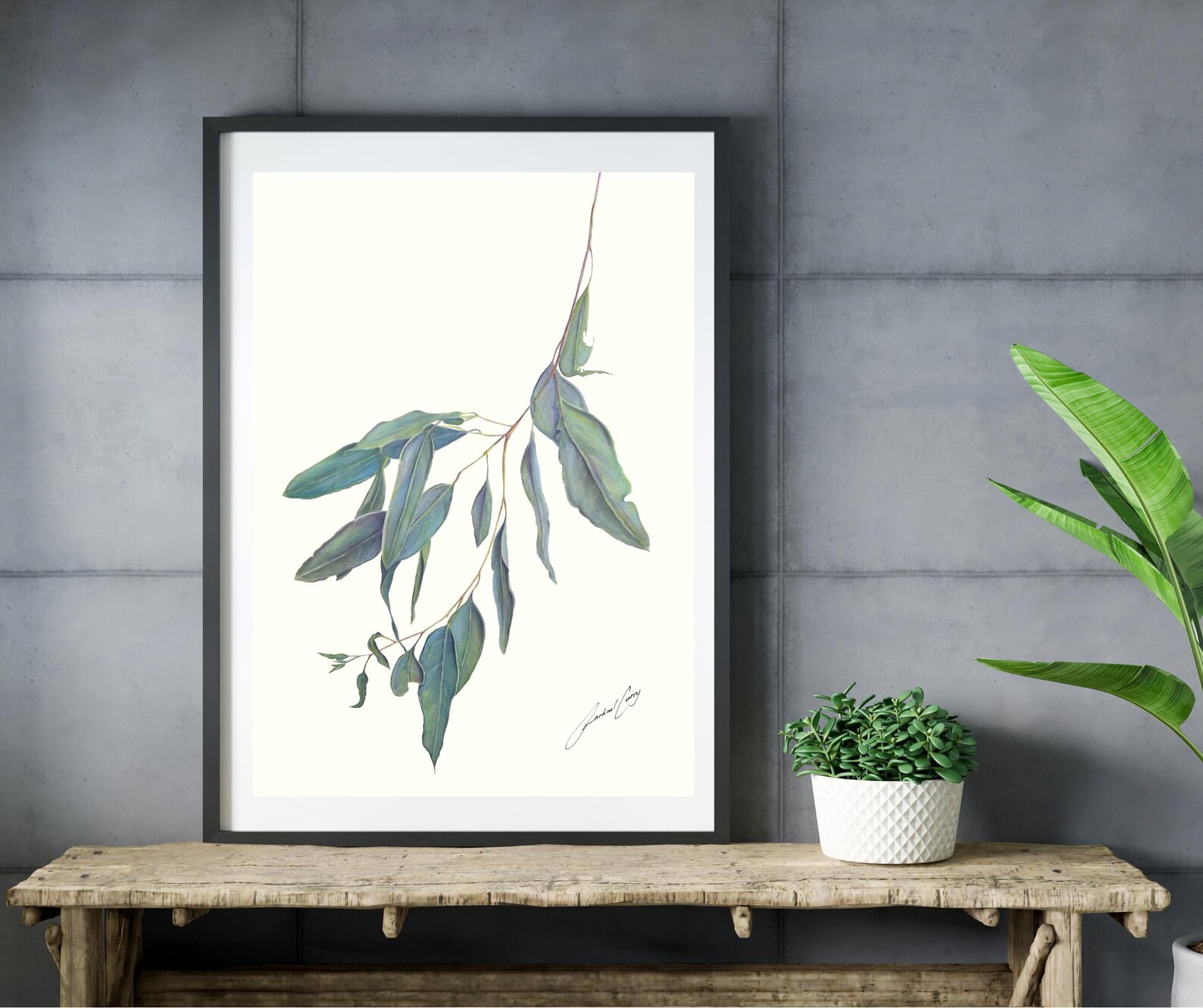 Queensland Blue Gum Eucalyptus Leaves. Pencil Botanic Art Drawing by ...