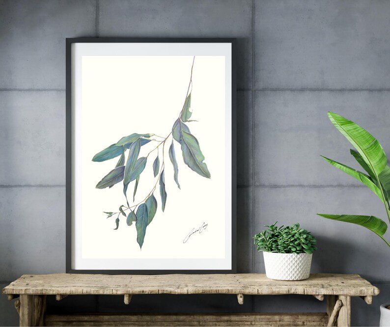 Queensland Blue Gum Eucalyptus Leaves. Pencil Botanic Art Drawing by ...