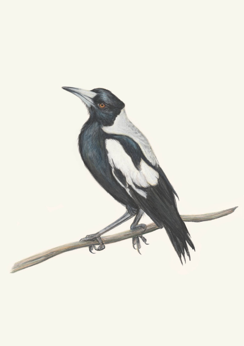 Magpie Wall Art. Australian Magpie Drawing Print. Collingwood, Gift for ...