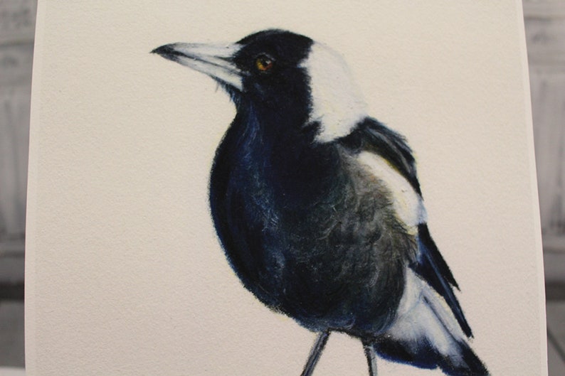 Fluffy Magpie Wall Art. Australian Magpie Art Print. Magpie - Etsy
