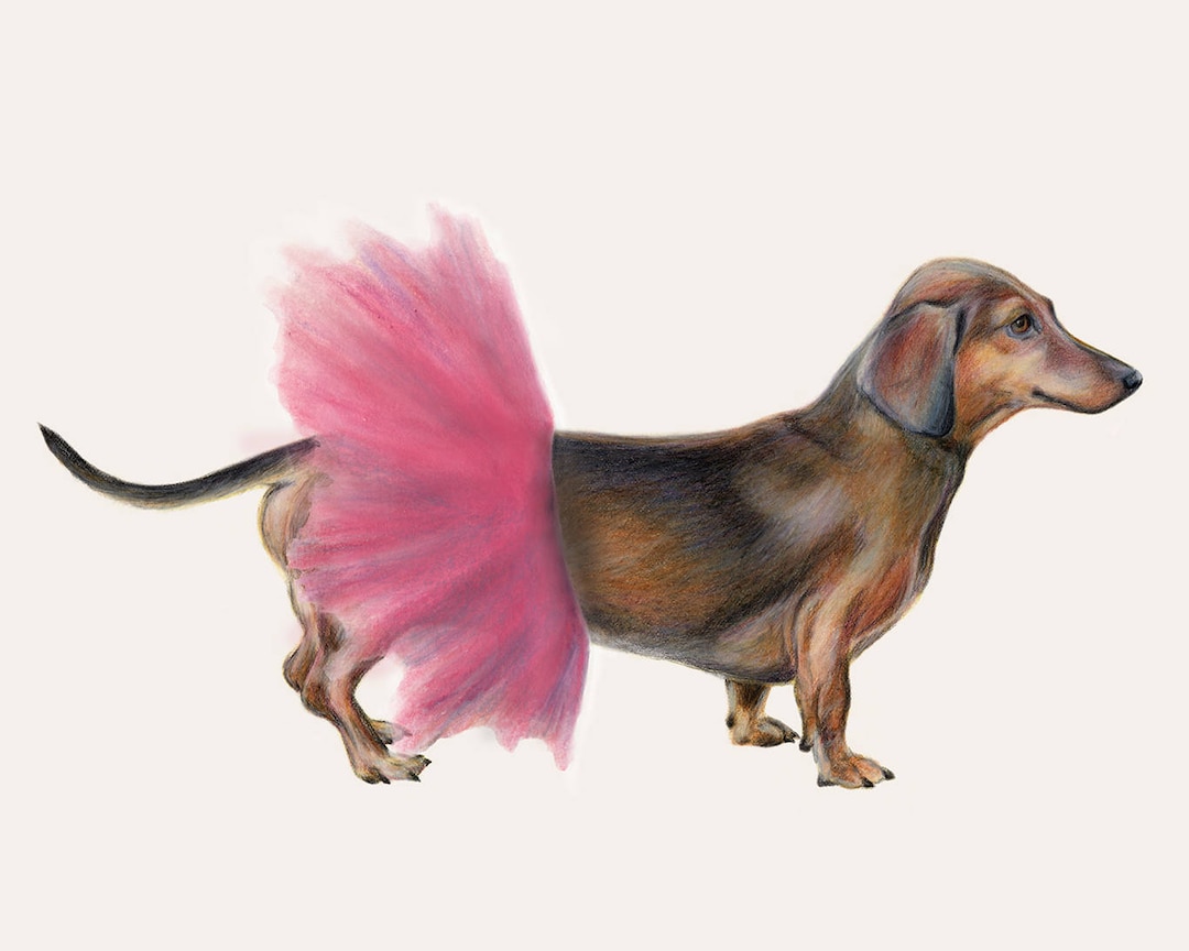 Dachshund Wearing Tutu - Sausage Dog Art. Daxy Art. Dog Art Print. Dog ...