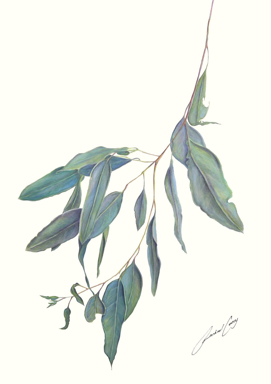 Queensland Blue Gum Eucalyptus Leaves. Pencil Botanic Art Drawing by ...