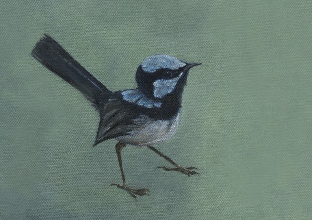 Blue Wren, Bird Art, Australian Blue Wren. Giclee Fine Art Print of My ...