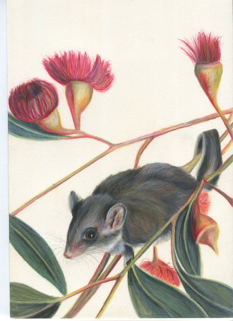 Feathertail Glider Australian Marsupial Drawing Australian - Etsy Australia