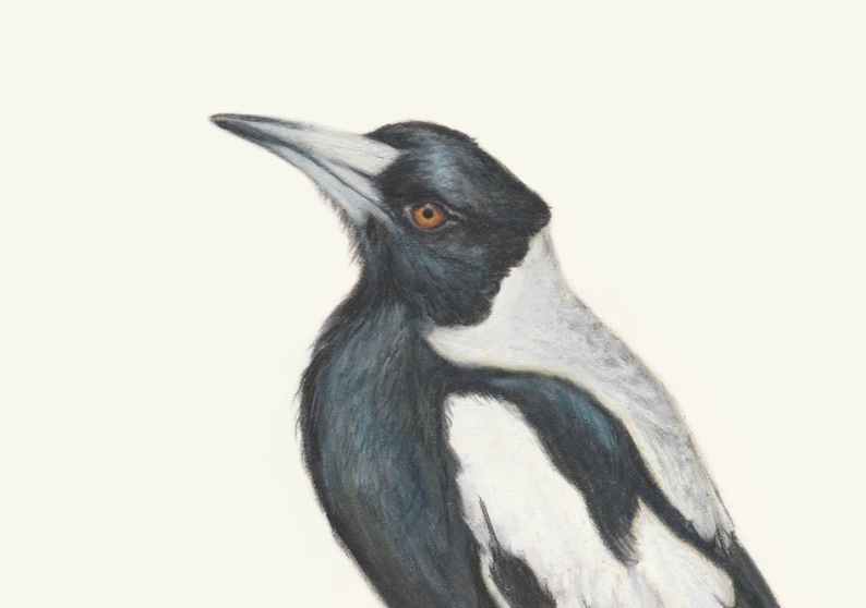 Magpie Wall Art. Australian Magpie Drawing Print. Collingwood - Etsy