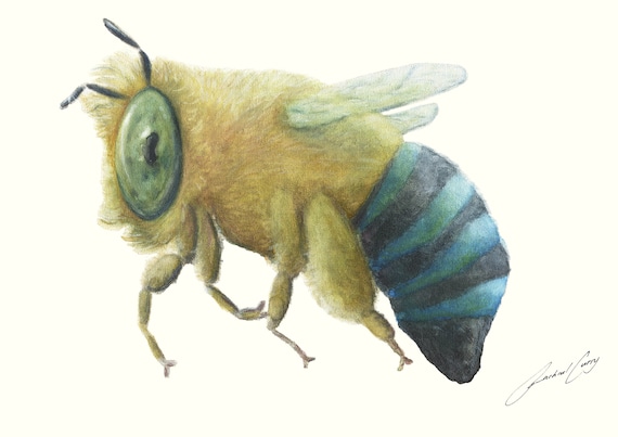 Blue Banded Bee Australian Native Bee Art Print Etsy