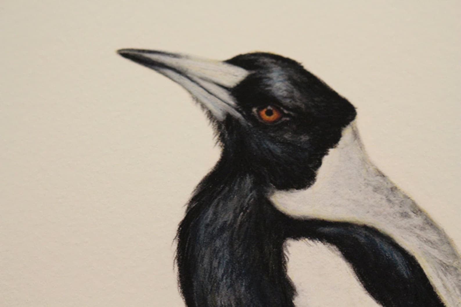 Magpie Wall Art. Australian Magpie Drawing Print. Collingwood - Etsy