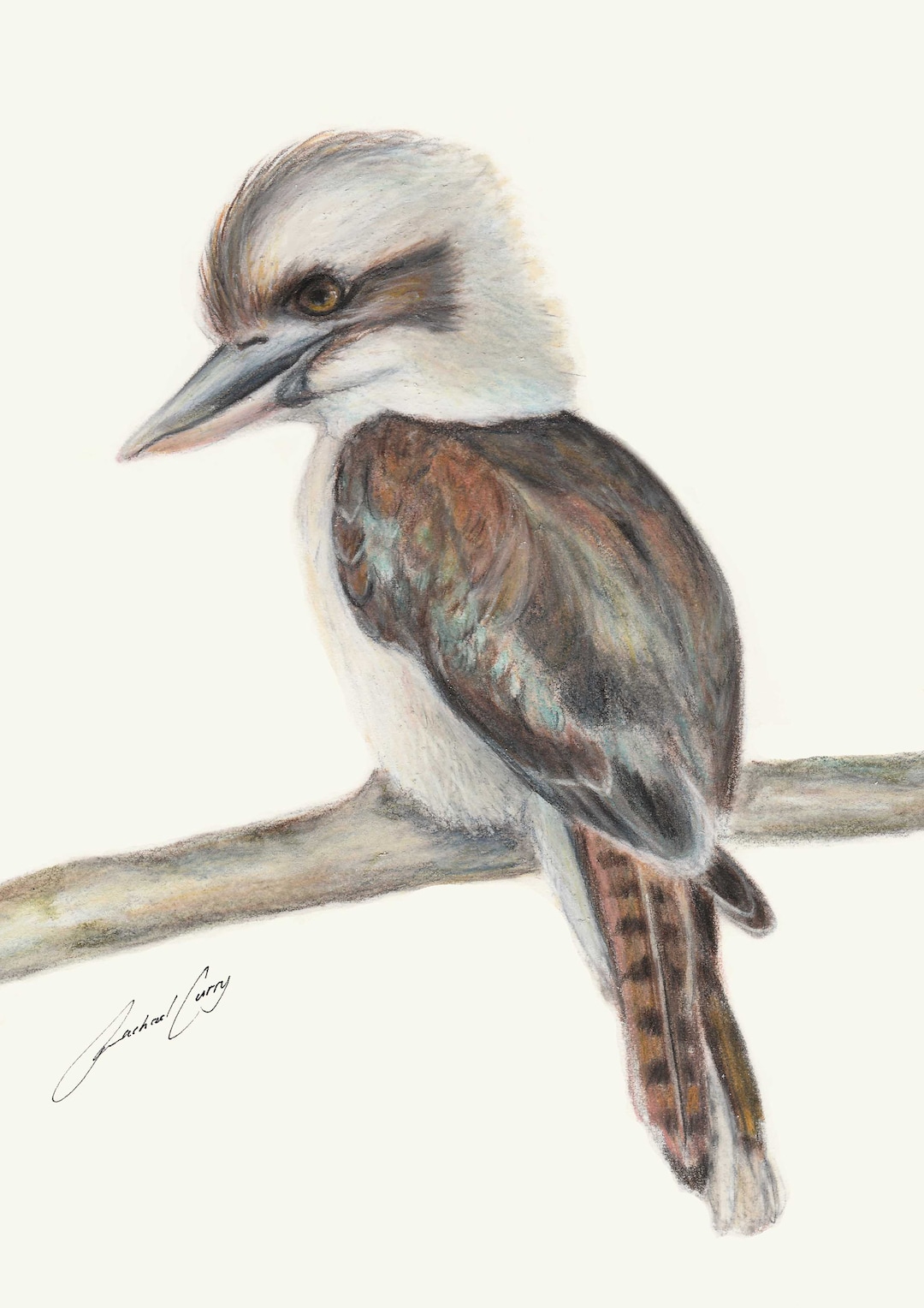 Kookaburra - Sweet Pencil Drawing of the Australian Laughing Kookaburra ...