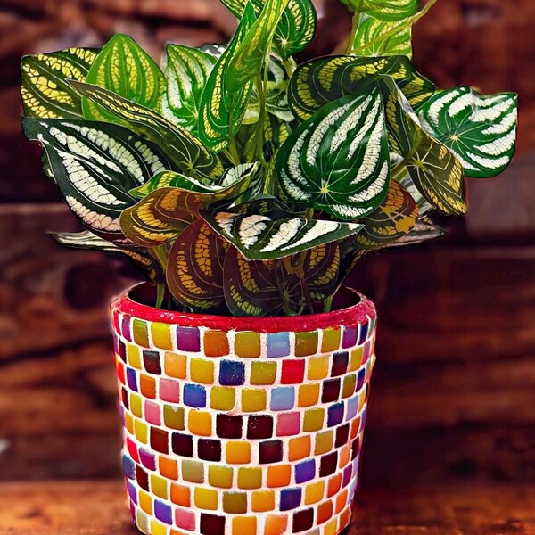 Colorful Planter - Etsy