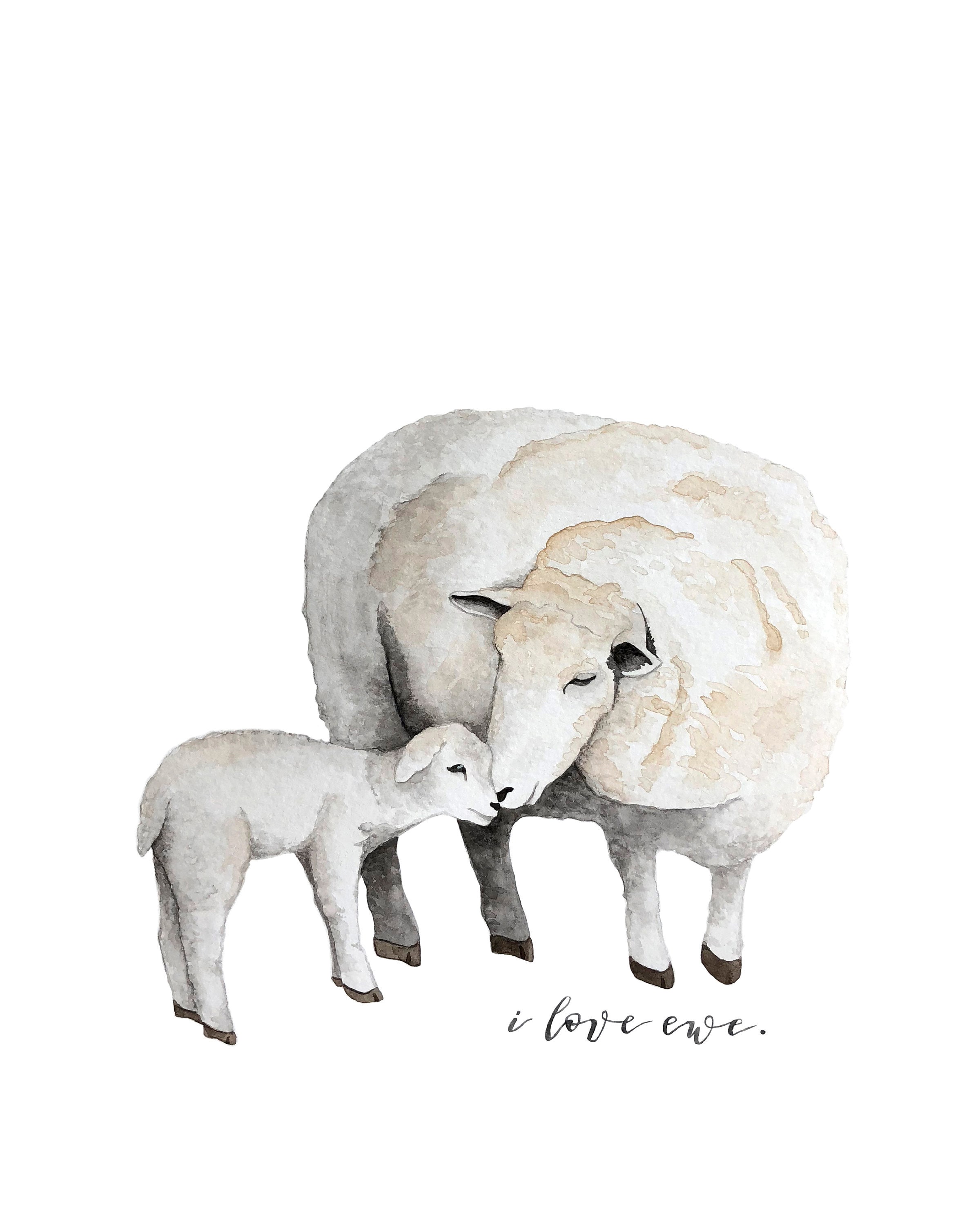 How To Draw A Baby Sheep