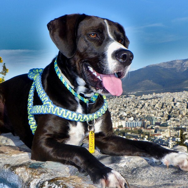 Paracord Dog Harness - Etsy