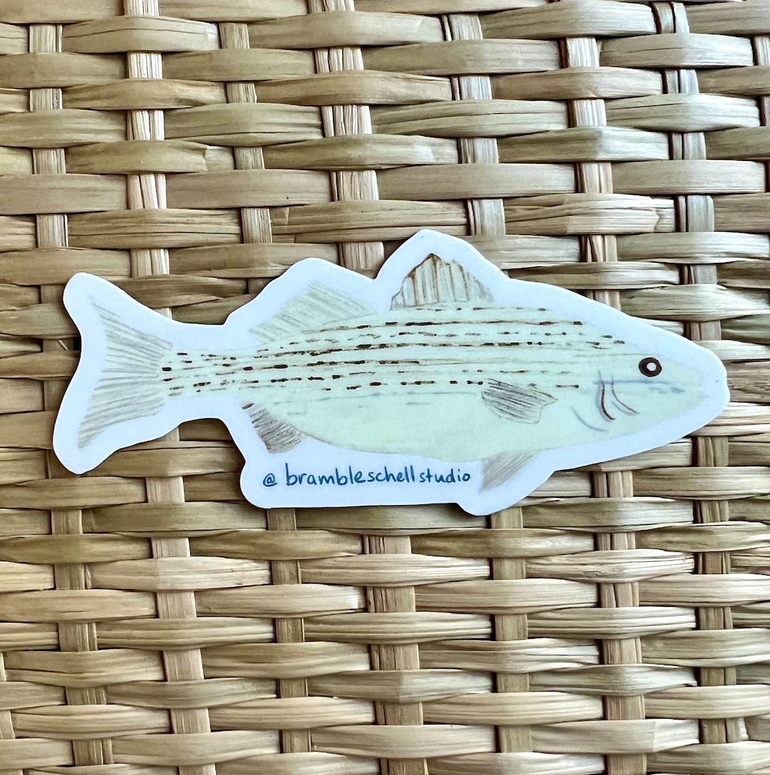 Striped Bass Vinyl Sticker, Waterproof, Die-cut, Original Rockfish Art ...