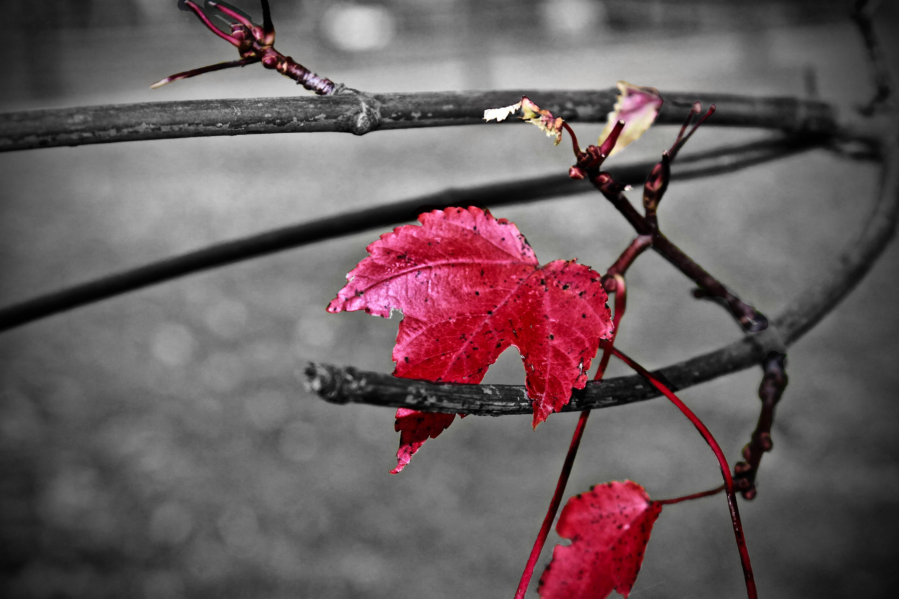 Red photography Black and white photography Red spot color | Etsy