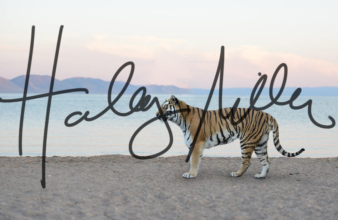 Amazing 3 Pack! Tiger PNG Overlay + Digital Beach Backdrop + Digital ...