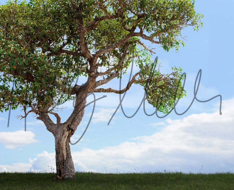 Digital Backdrop/background Climbing Tree Lone Tree Tree | Etsy