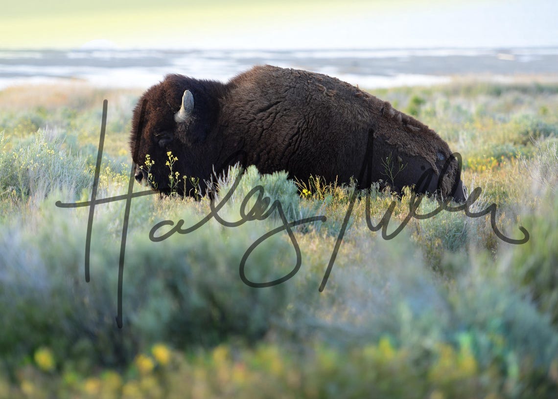 Magical Buffalo Field Digital Backdrop/background - Etsy