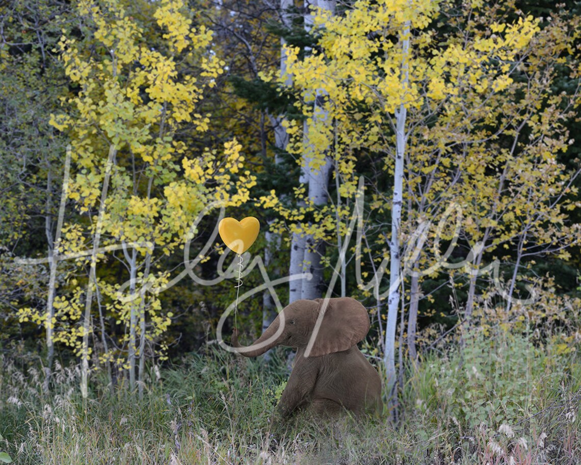 Baby Elephant in Yellow Fall Leaves With Yellow Balloon Digital ...