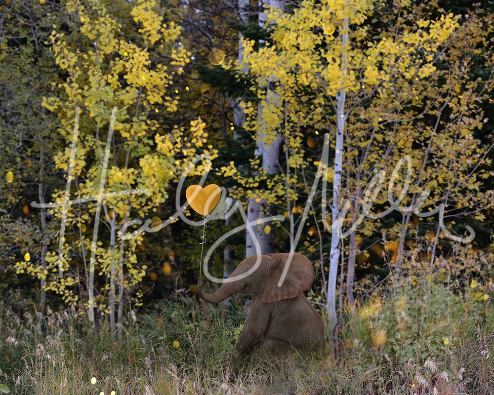 Baby Elephant in Yellow Fall Leaves With Yellow Balloon Digital ...
