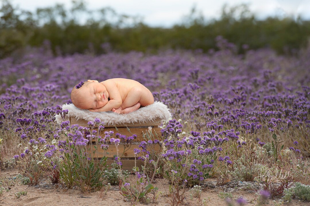 Newborn Girl Purple Field of Flowers Digital Backdrop/background Spring ...