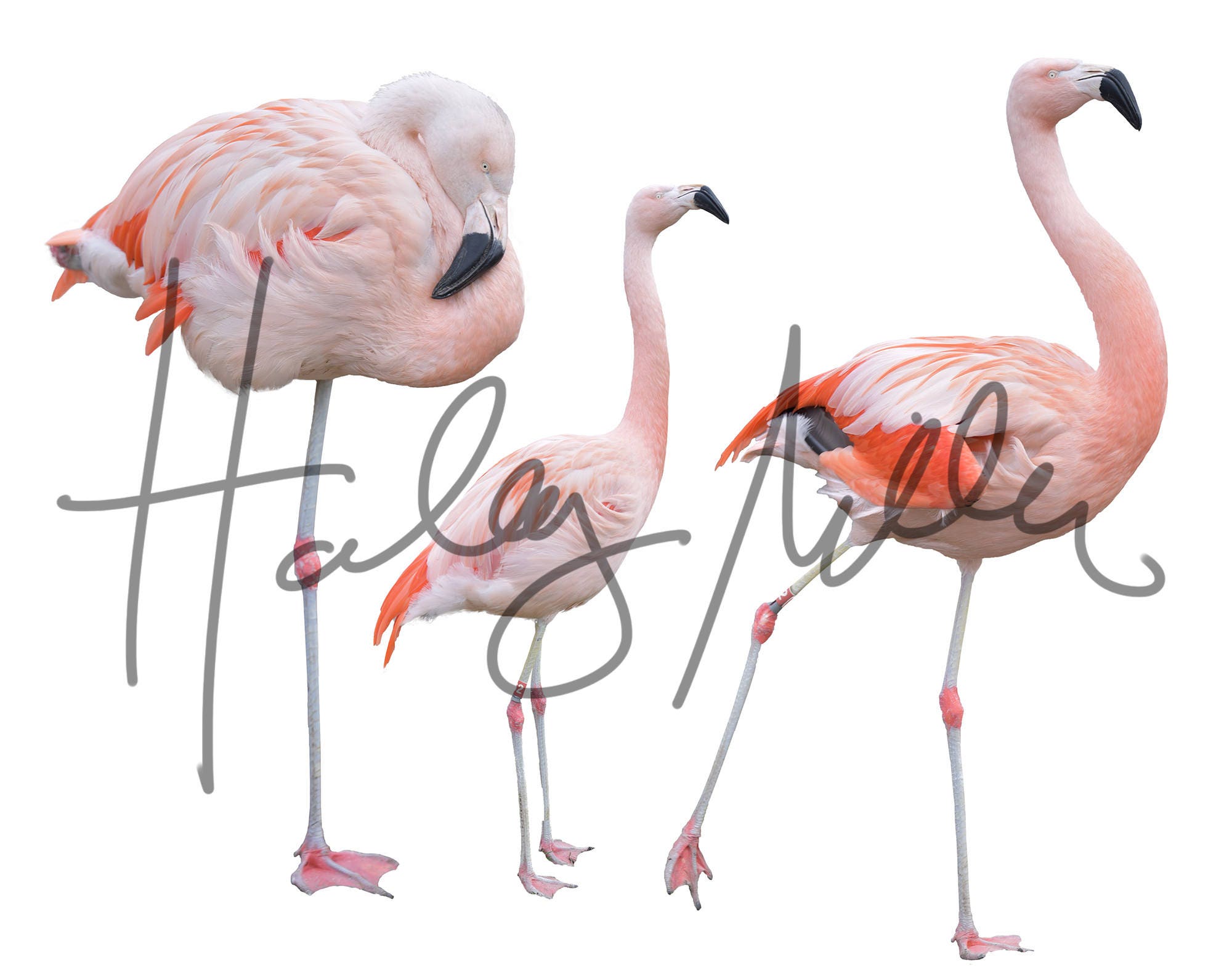 Flamingo Spring Pink Blossom Pastel Beach Digital Background | Etsy