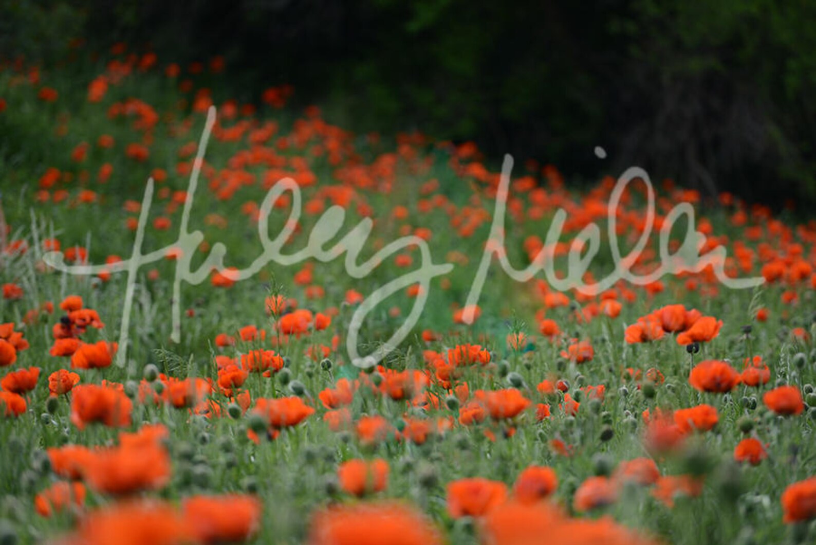 On Sale 2x Digital Backdrop Red Poppy Field/poppy PNG Overlay - Etsy