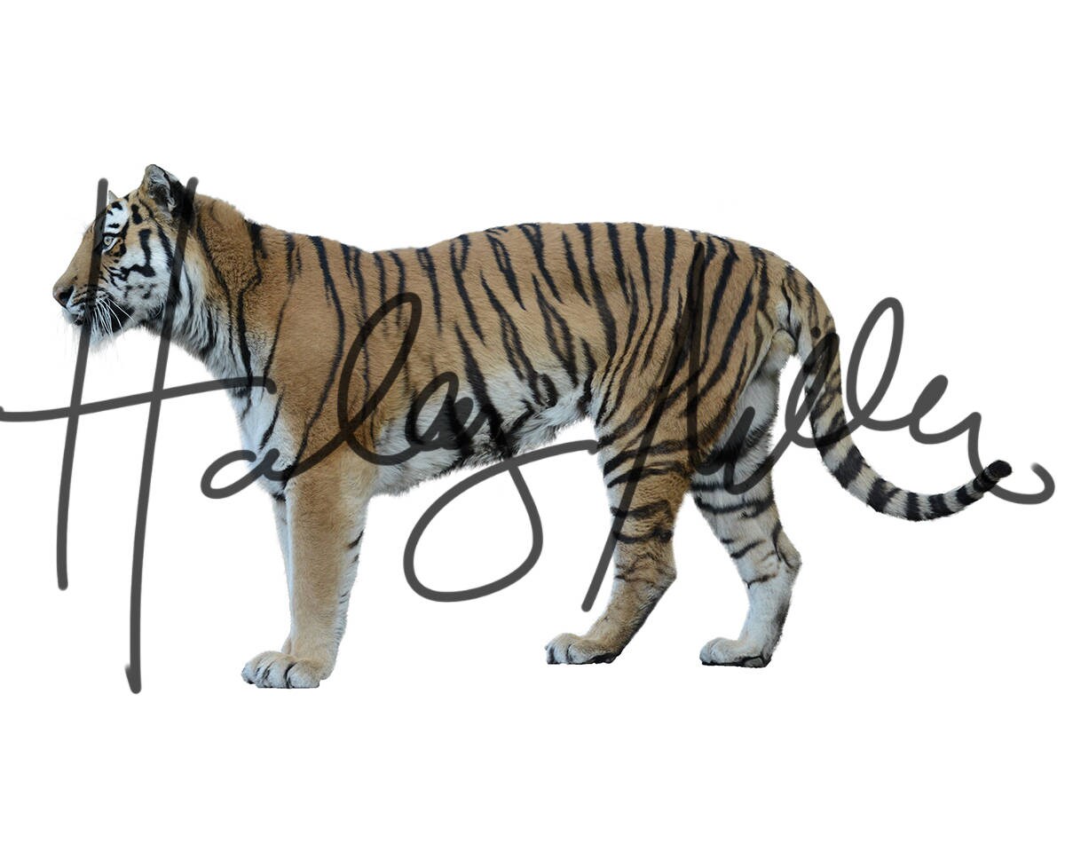 Amazing 3 Pack Tiger PNG Overlay Digital Beach Backdrop - Etsy